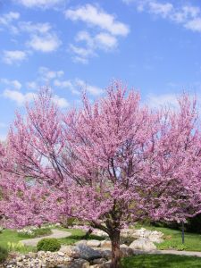 Quels arbres pour mon jardin ? - aufoyer.fr | blog déco